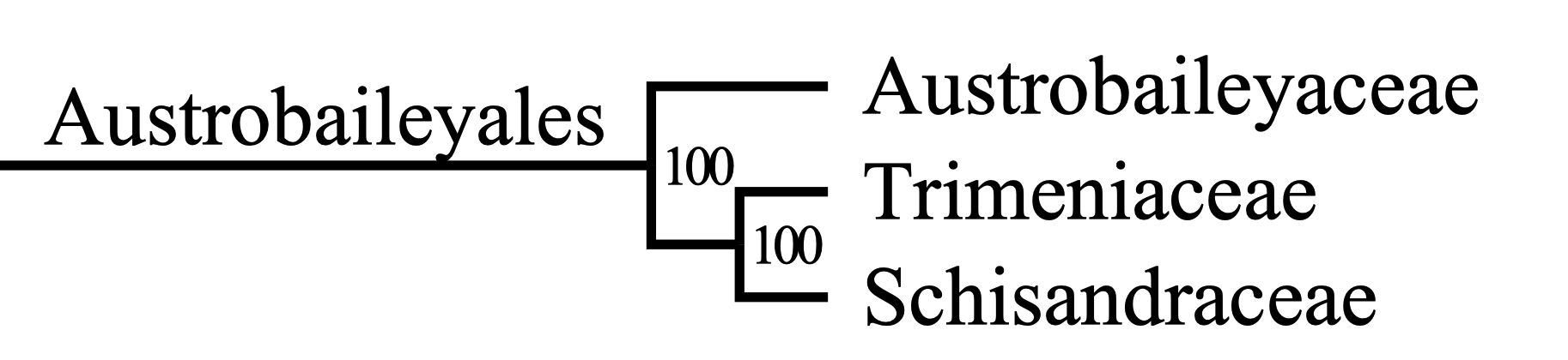 3木兰藤目Austrobaileyales | GANethe